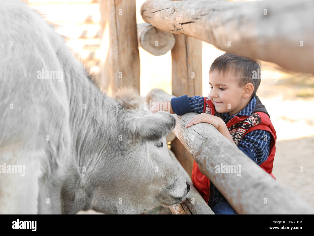 Little boy with cow in petting zoo Stock Photo - Alamy