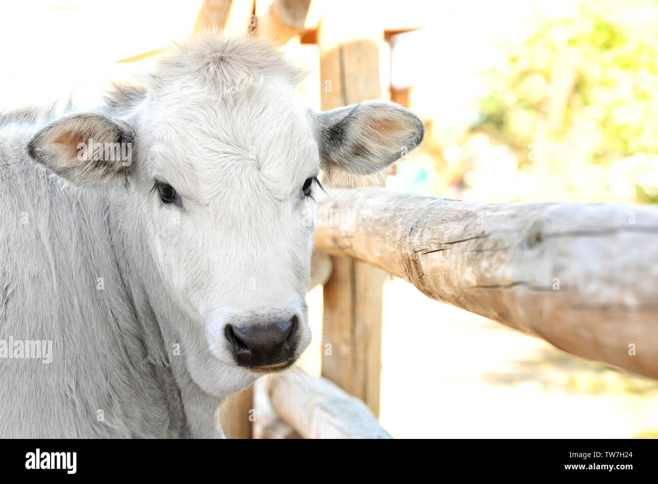 Cute cow on farm Stock Photo - Alamy