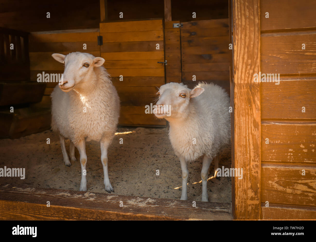 Cute sheep on farm Stock Photo - Alamy