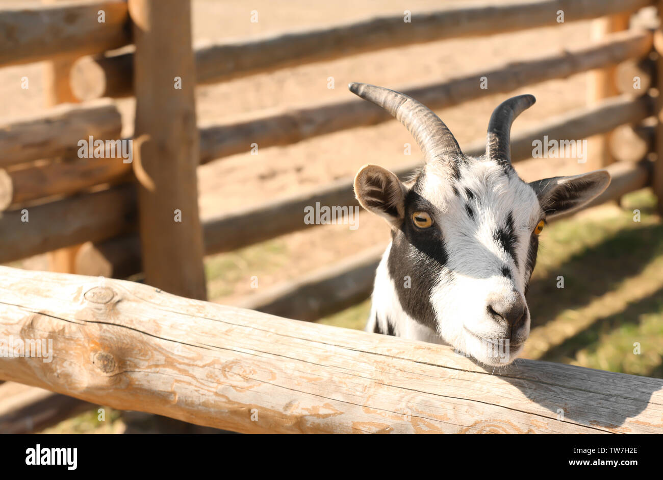 Cute goat on farm Stock Photo - Alamy