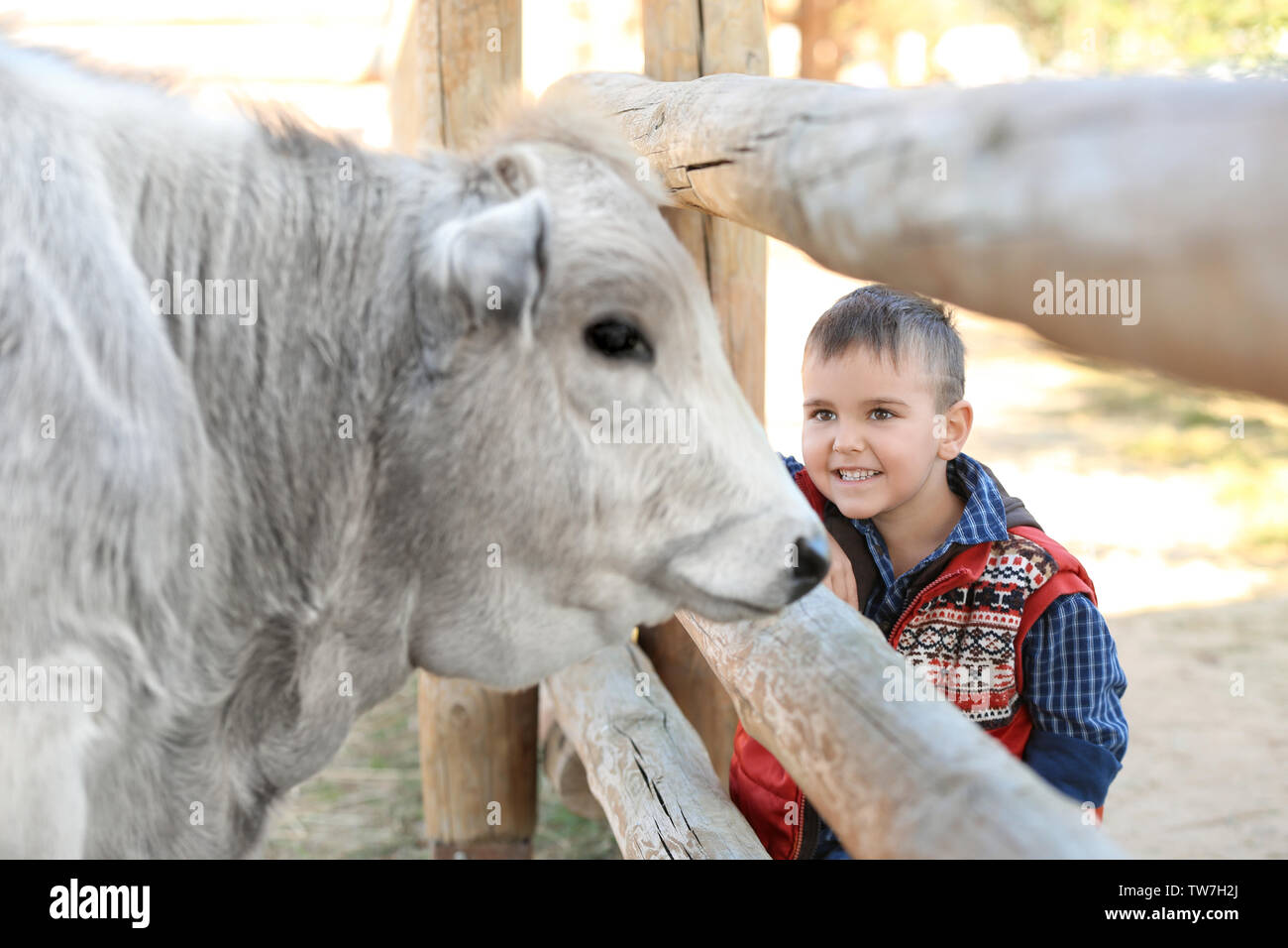 Little boy with cow in petting zoo Stock Photo - Alamy