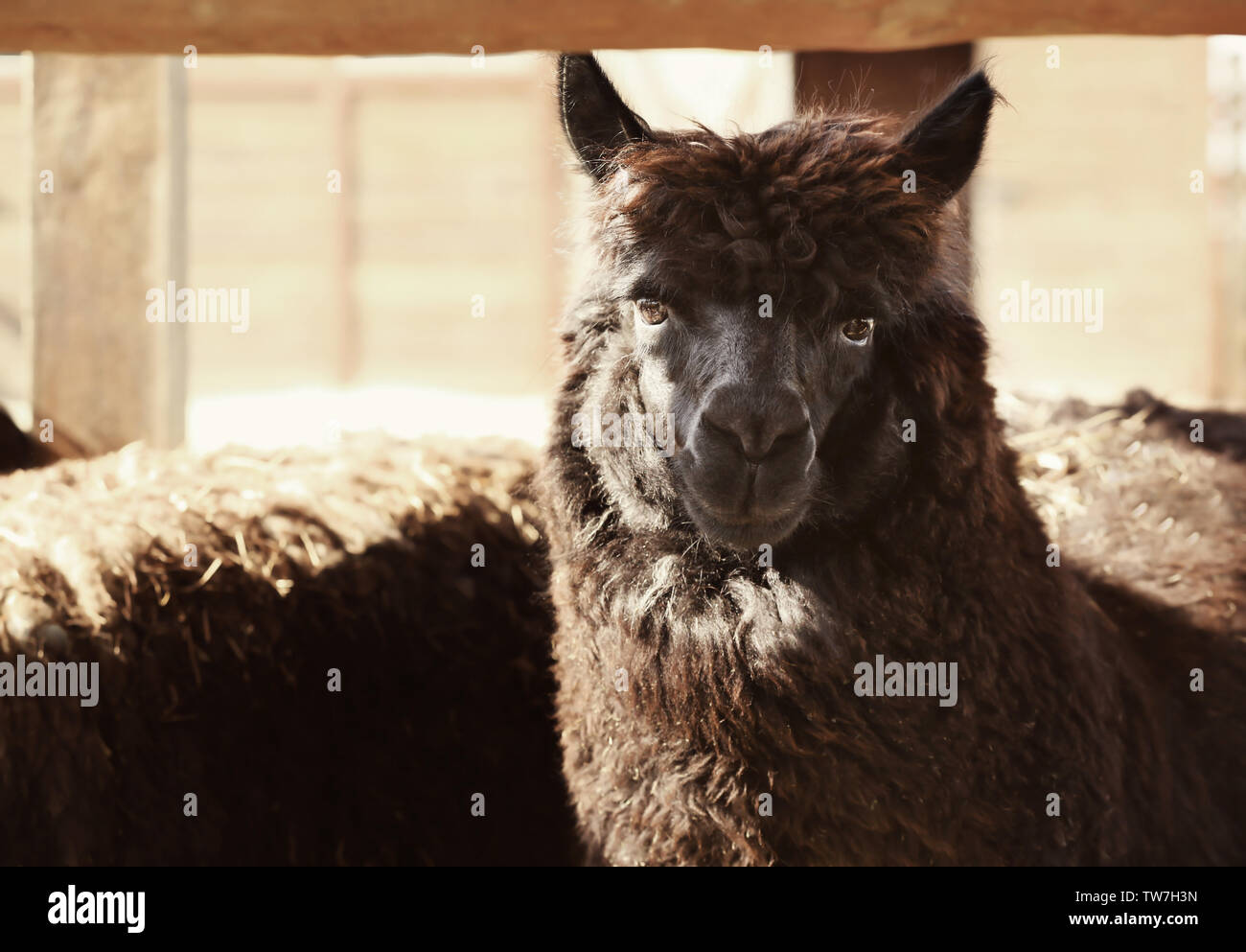 Cute alpaca in zoological garden Stock Photo - Alamy
