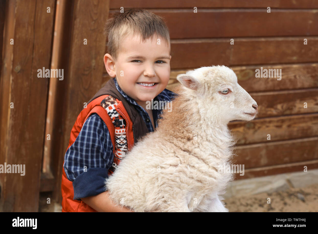 Cute little boy with lamb in petting zoo Stock Photo - Alamy