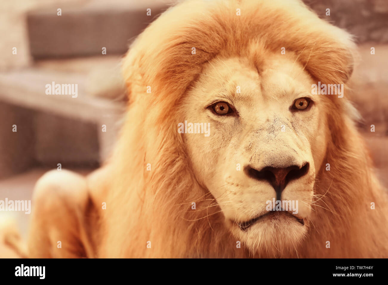 Beautiful lion in zoo Stock Photo - Alamy