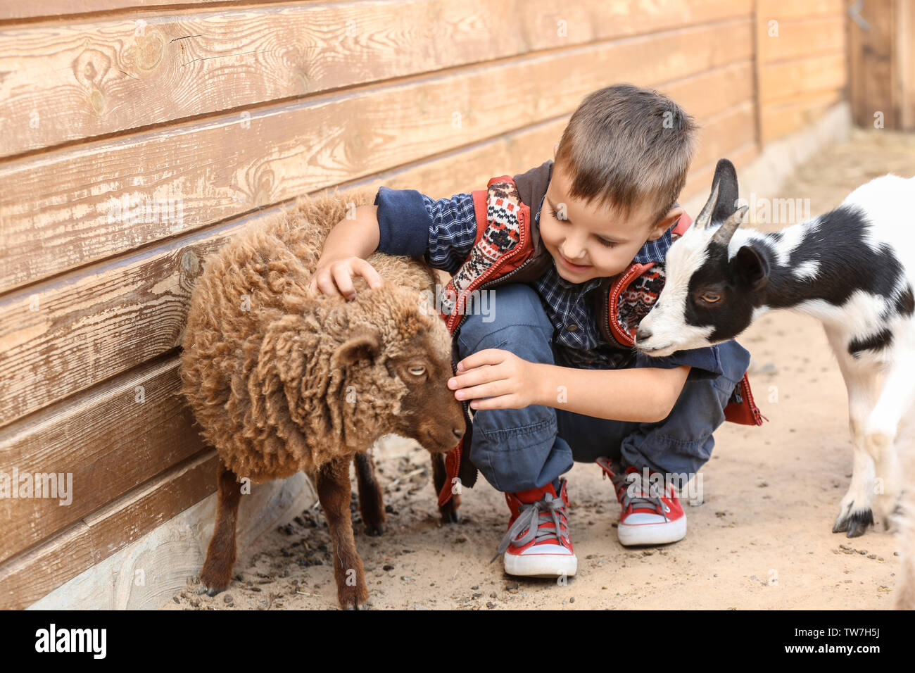 Cute little boy with sheep in petting zoo Stock Photo - Alamy