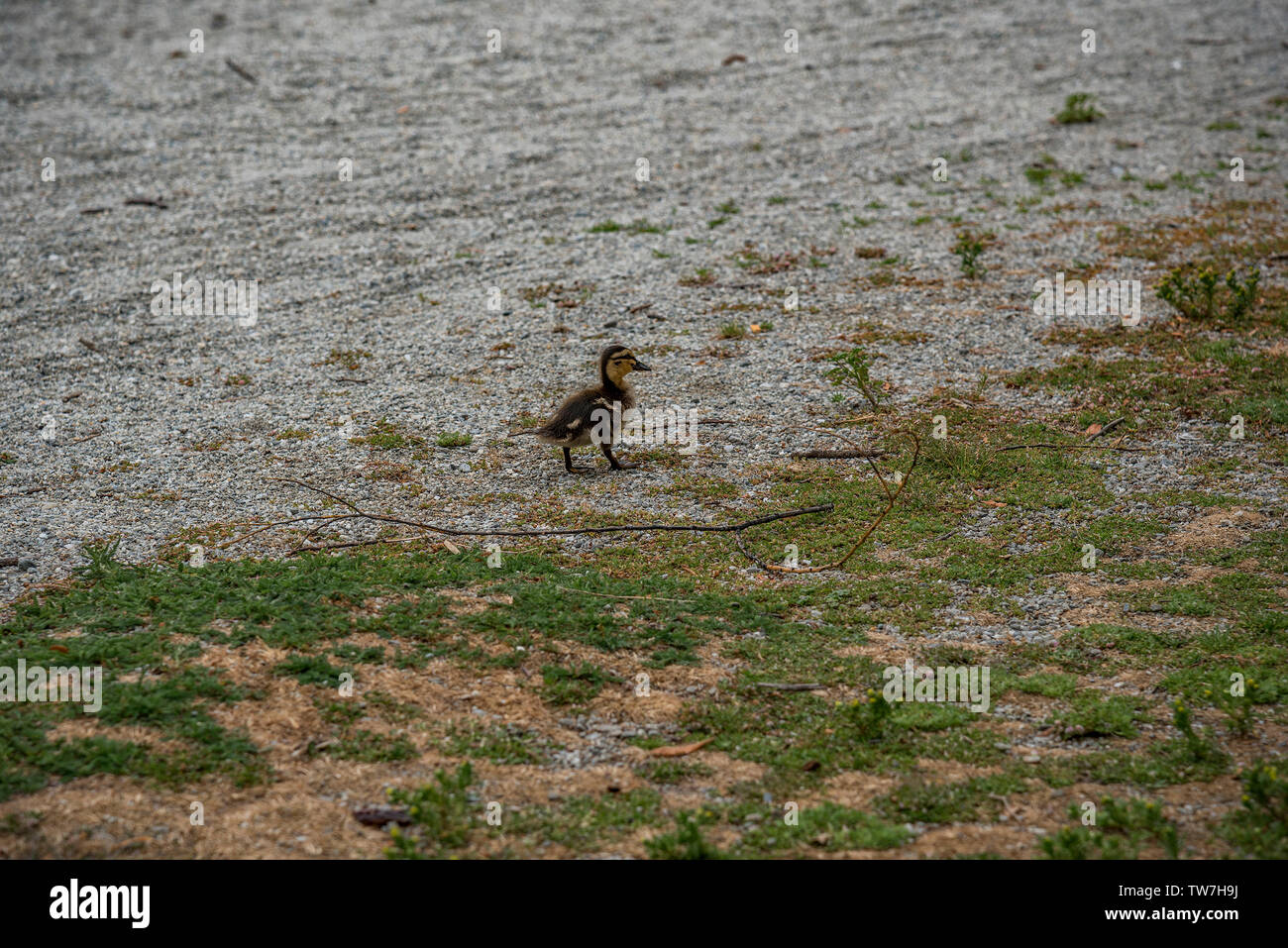 Looking for Mom Stock Photo - Alamy