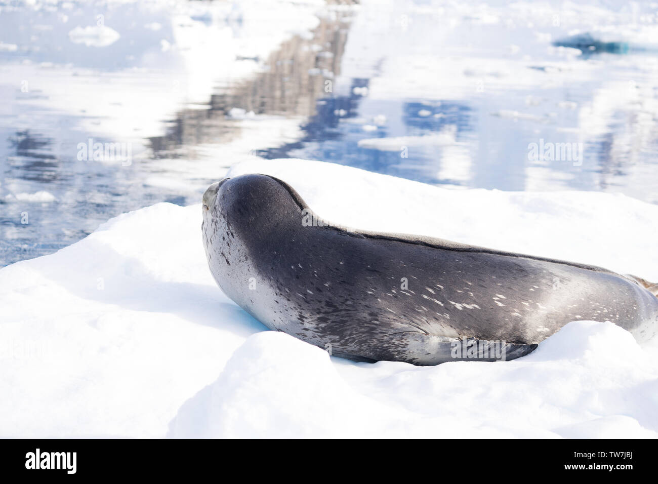 Antarctic ice cover hi-res stock photography and images - Alamy