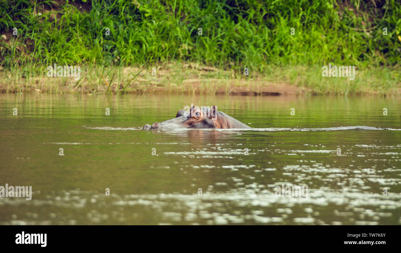 Africa, Zimbabwe, animals, natural primitive, hippos, Zambezi Stock ...