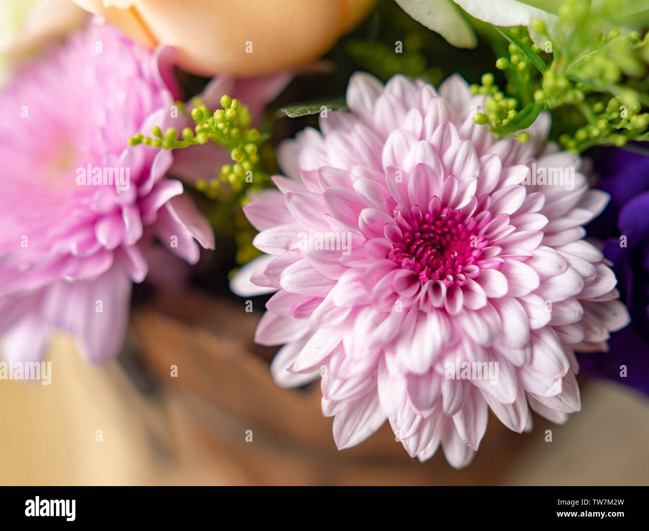 Dahlia flower closeup Stock Photo - Alamy