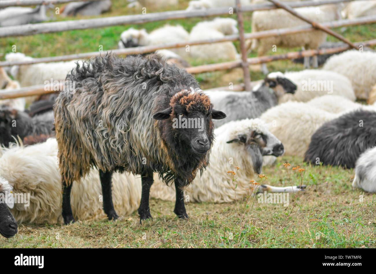 Sheep in paddock outdoors Stock Photo - Alamy