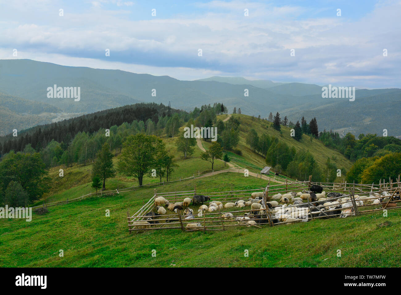 View into the sheepfold hi-res stock photography and images - Alamy
