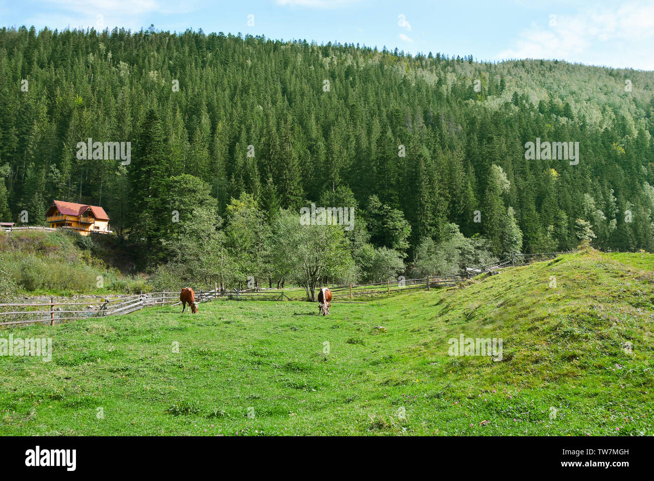 Beautiful cute cows grazing hi-res stock photography and images - Alamy