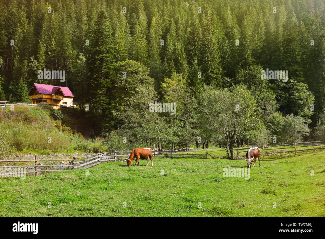 Beautiful cute cows grazing hi-res stock photography and images - Alamy