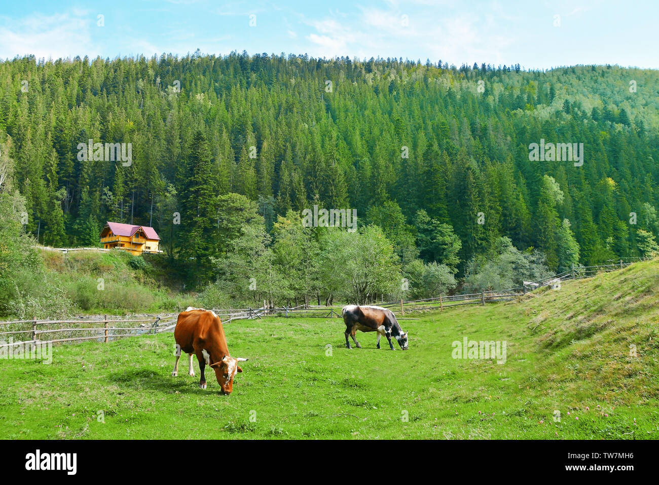 Beautiful cute cows grazing hi-res stock photography and images - Alamy