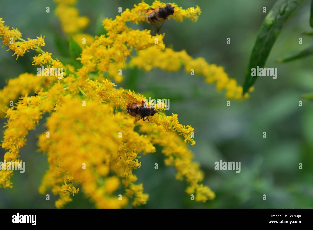 Insects on wildflower, close up Stock Photo - Alamy