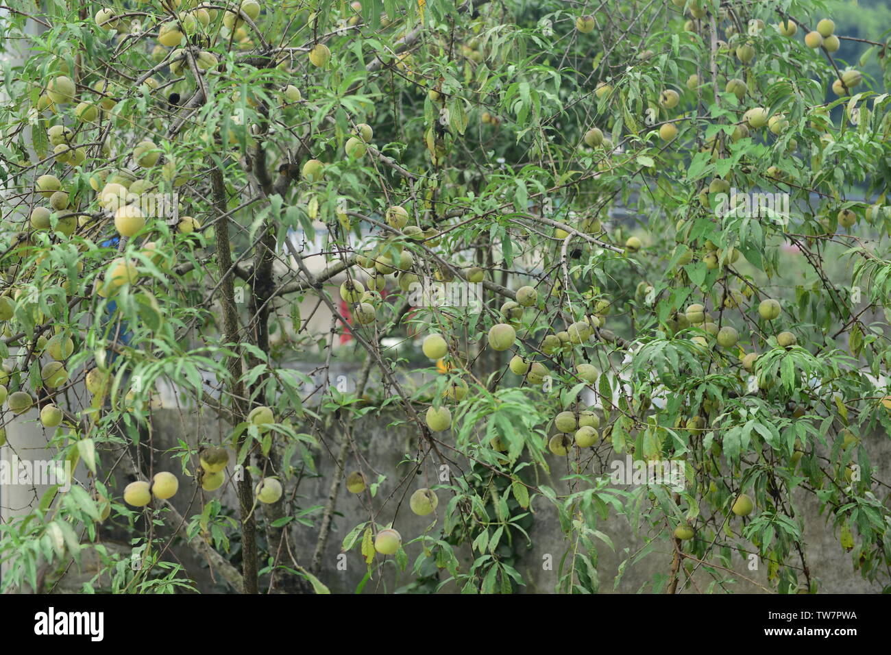 Peach tree rich fruit hi-res stock photography and images - Alamy