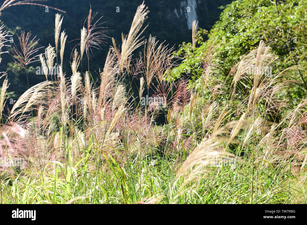 Reed hd hi-res stock photography and images - Alamy