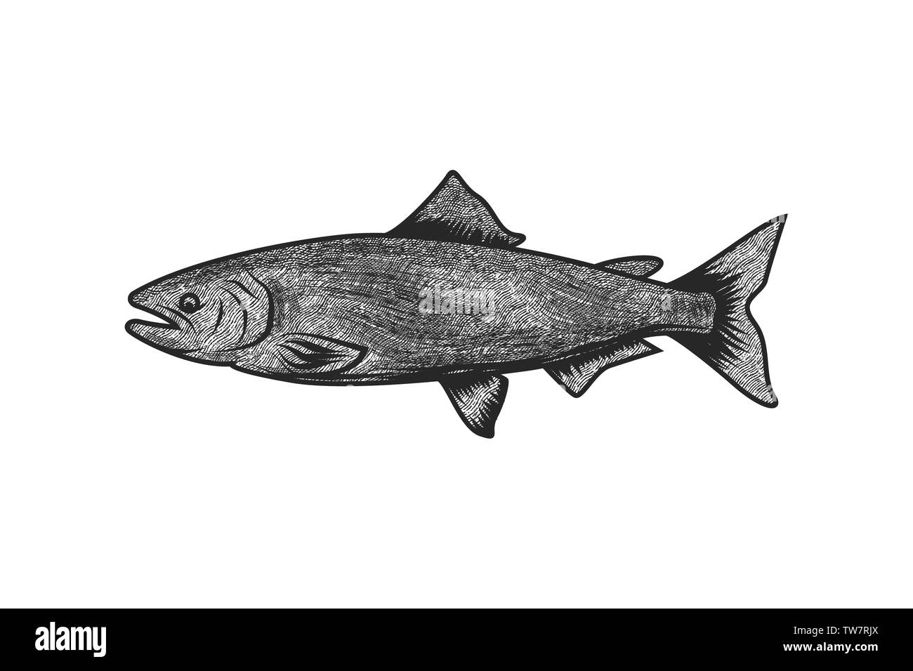hand drawn tuna, milkfish logo Designs Inspiration Isolated on White ...