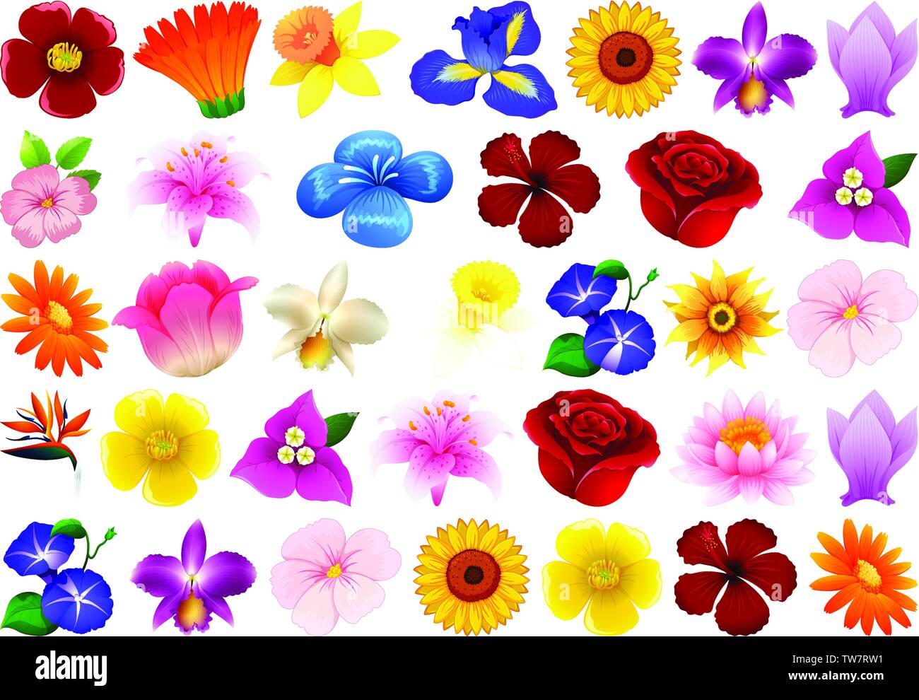 Set of different flower illustration Stock Vector Image & Art - Alamy