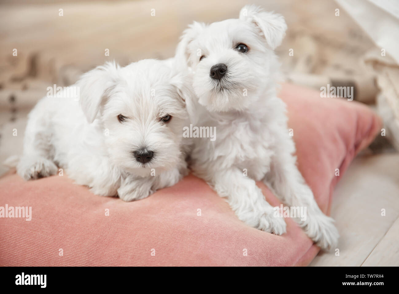 Cute puppies at home Stock Photo - Alamy