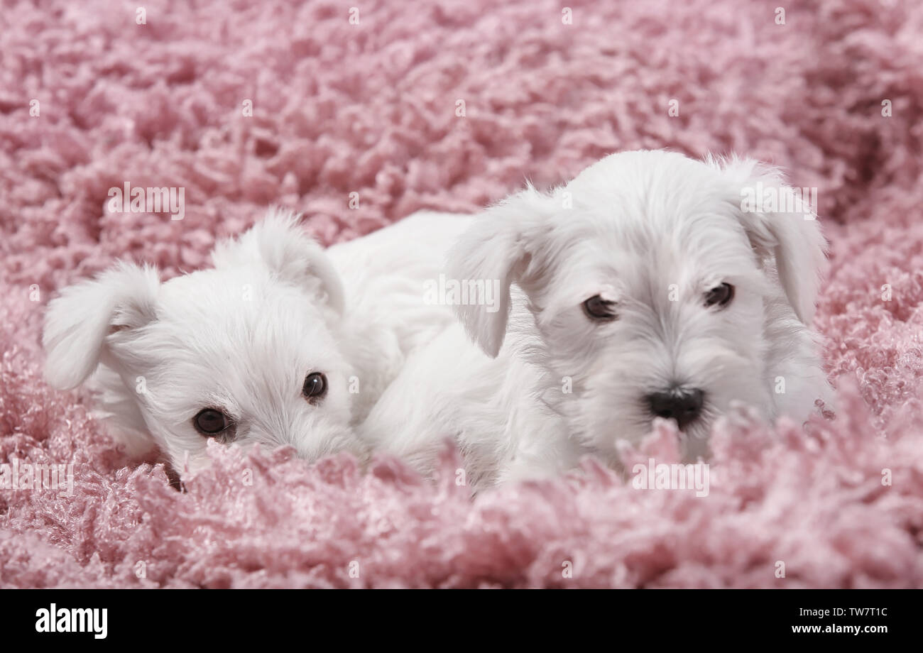Cute puppies on soft plaid Stock Photo - Alamy