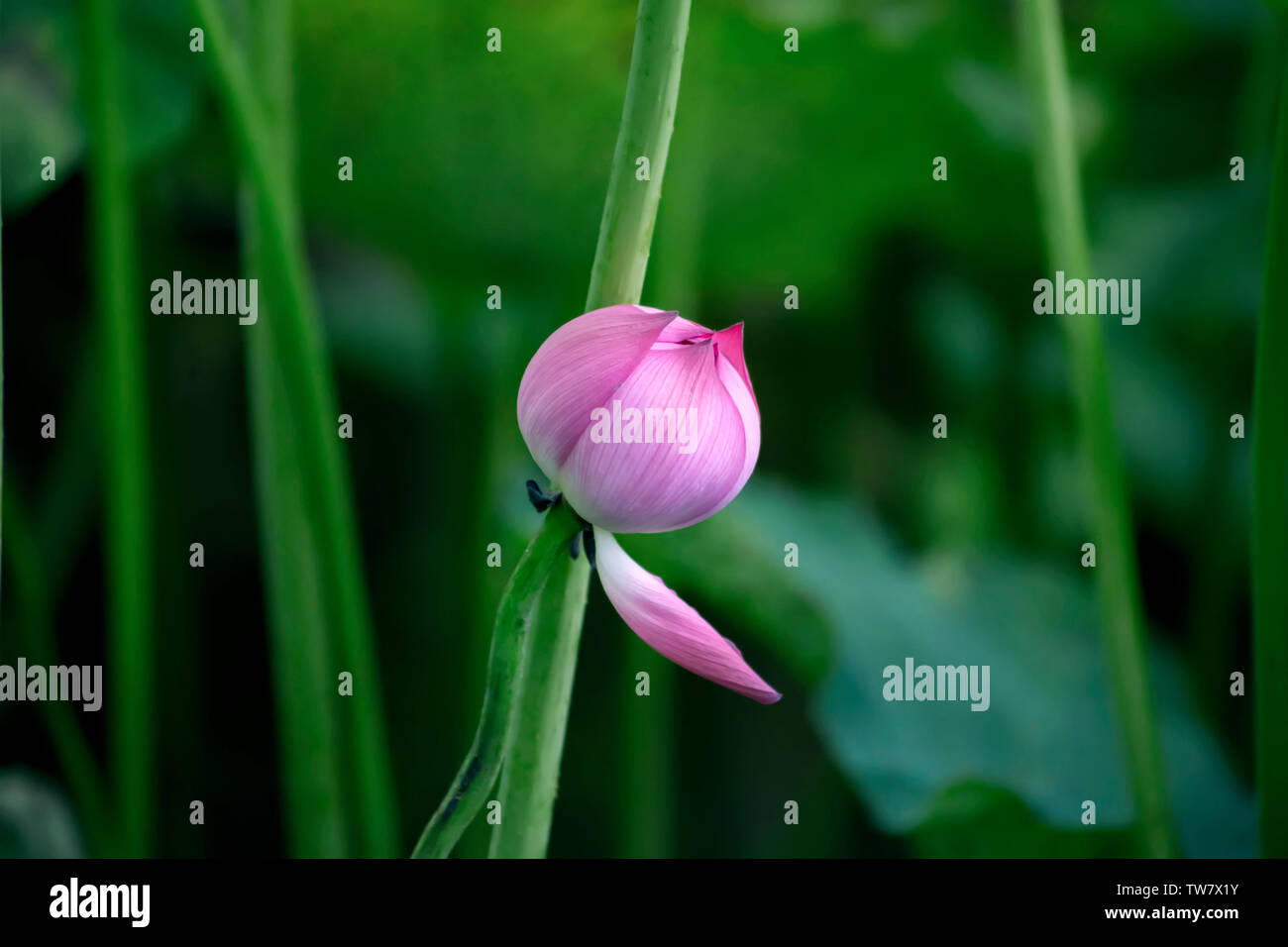 Huayan Temple Lotus in Summer Stock Photo - Alamy