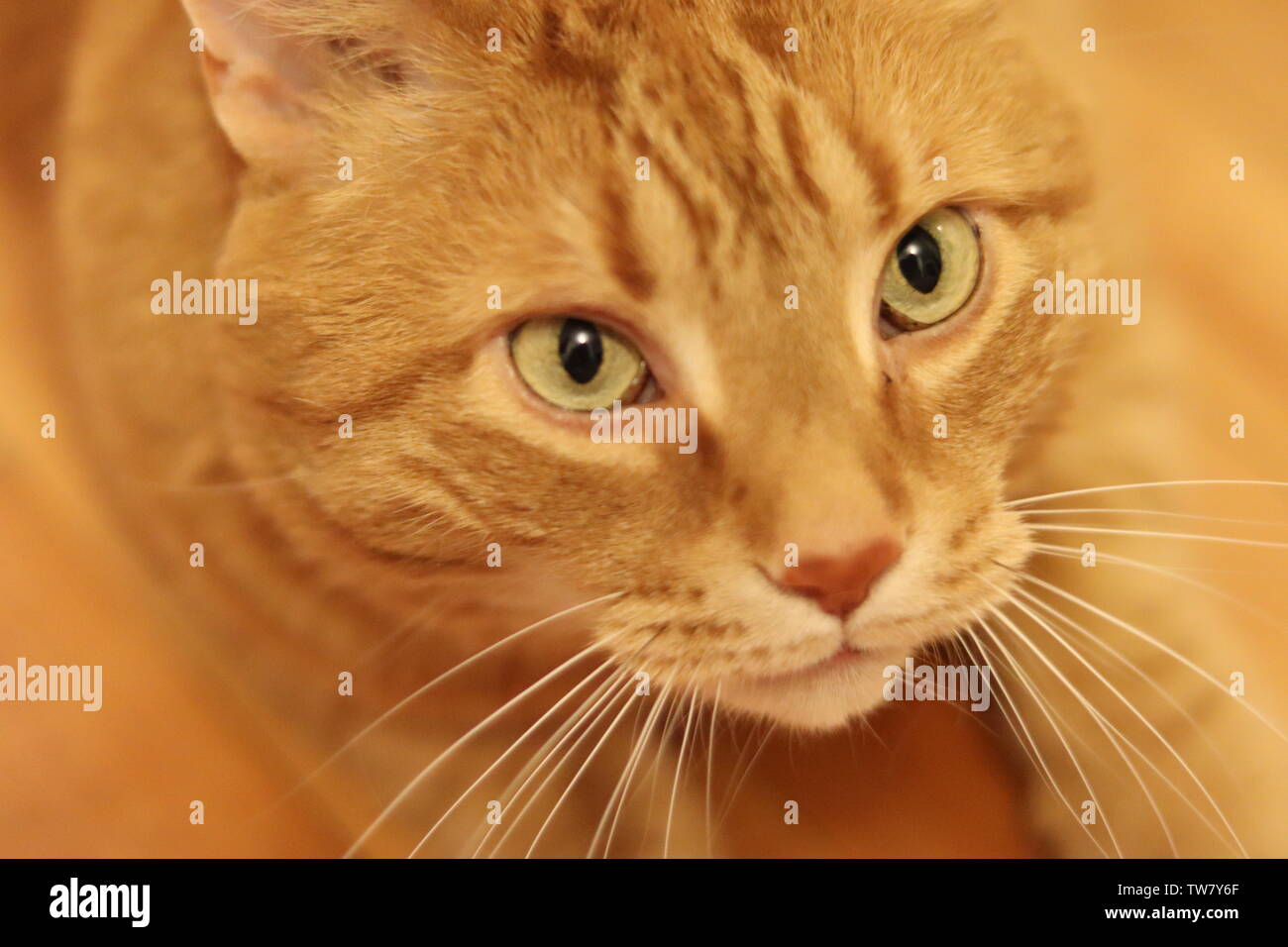 Tabby cat face hi-res stock photography and images - Alamy