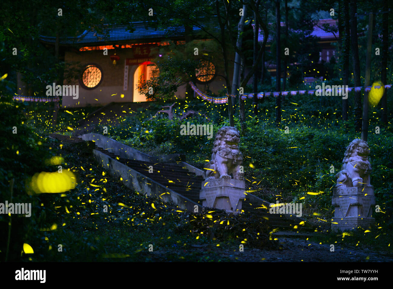 Night elves fireflies Stock Photo - Alamy