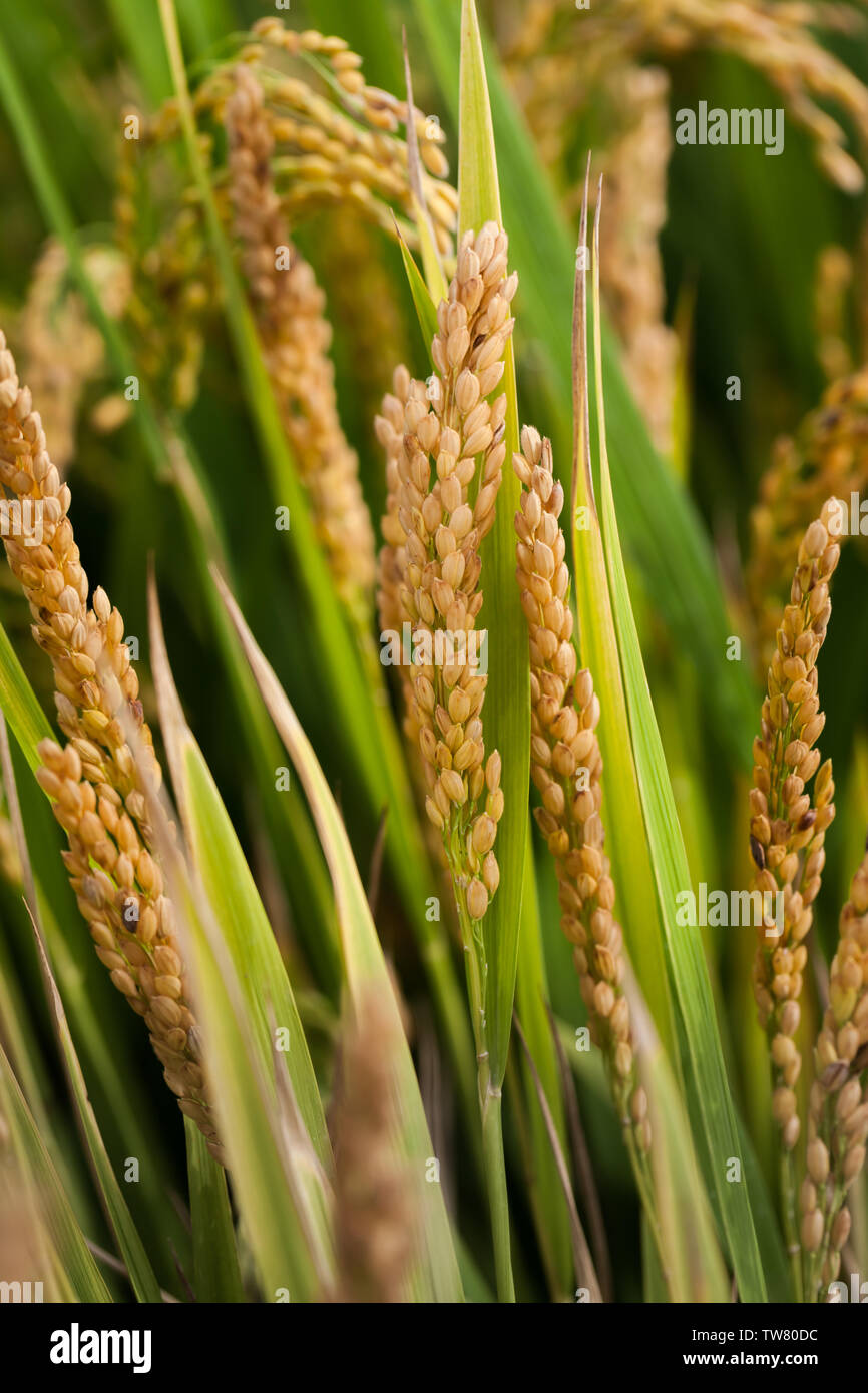 Grazing crops hi-res stock photography and images - Alamy