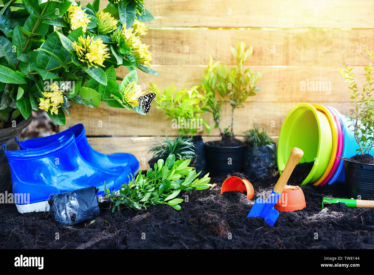 Gardening tools with soil and wooden background ready to planting ...