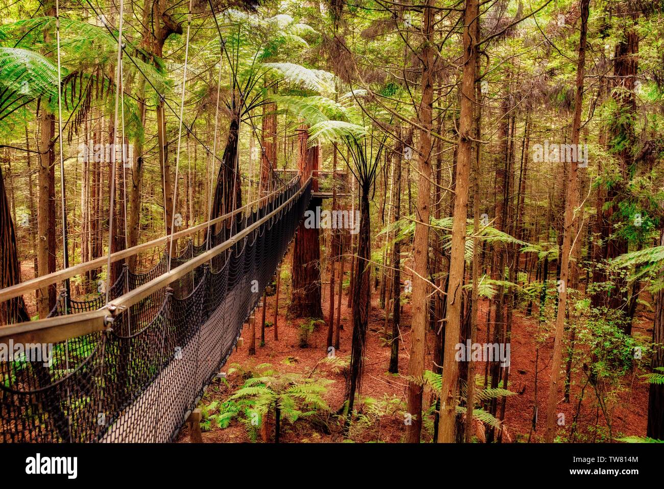 The amazing Redwoods tree walk wandering through the forest above ...
