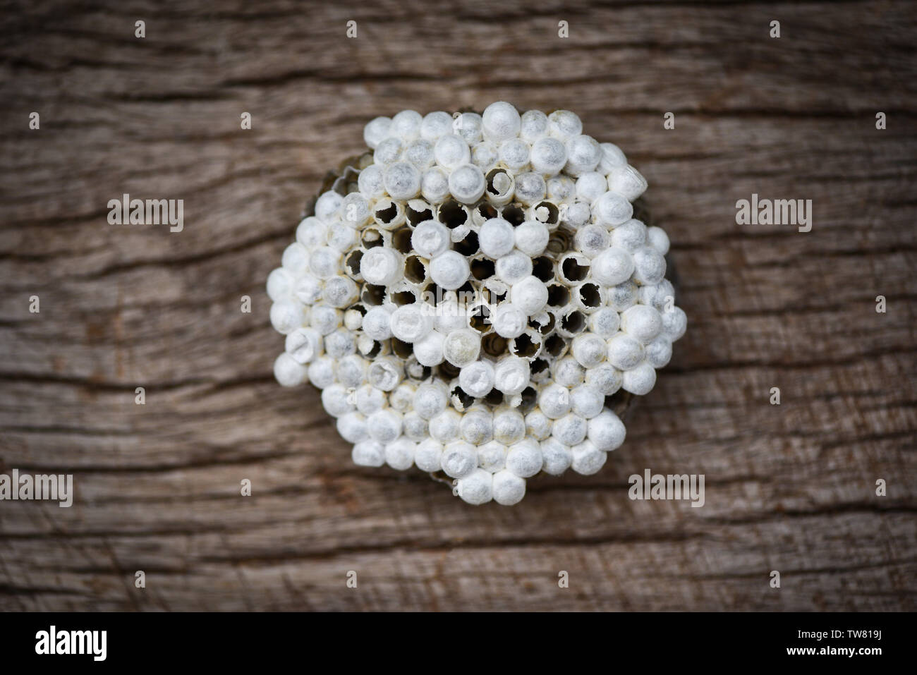 wasp nest or hornet nest with larva on wooden background , top view ...