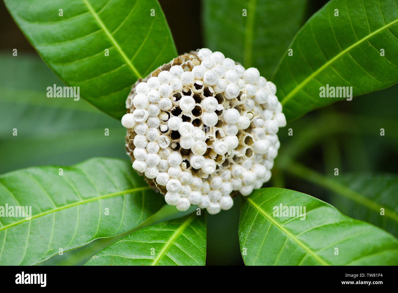 wasp nest on tree nature background or hornet nest on leaves with larva ...