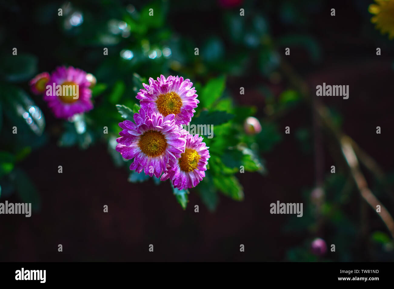 Scenery, portraits, street shots Stock Photo - Alamy