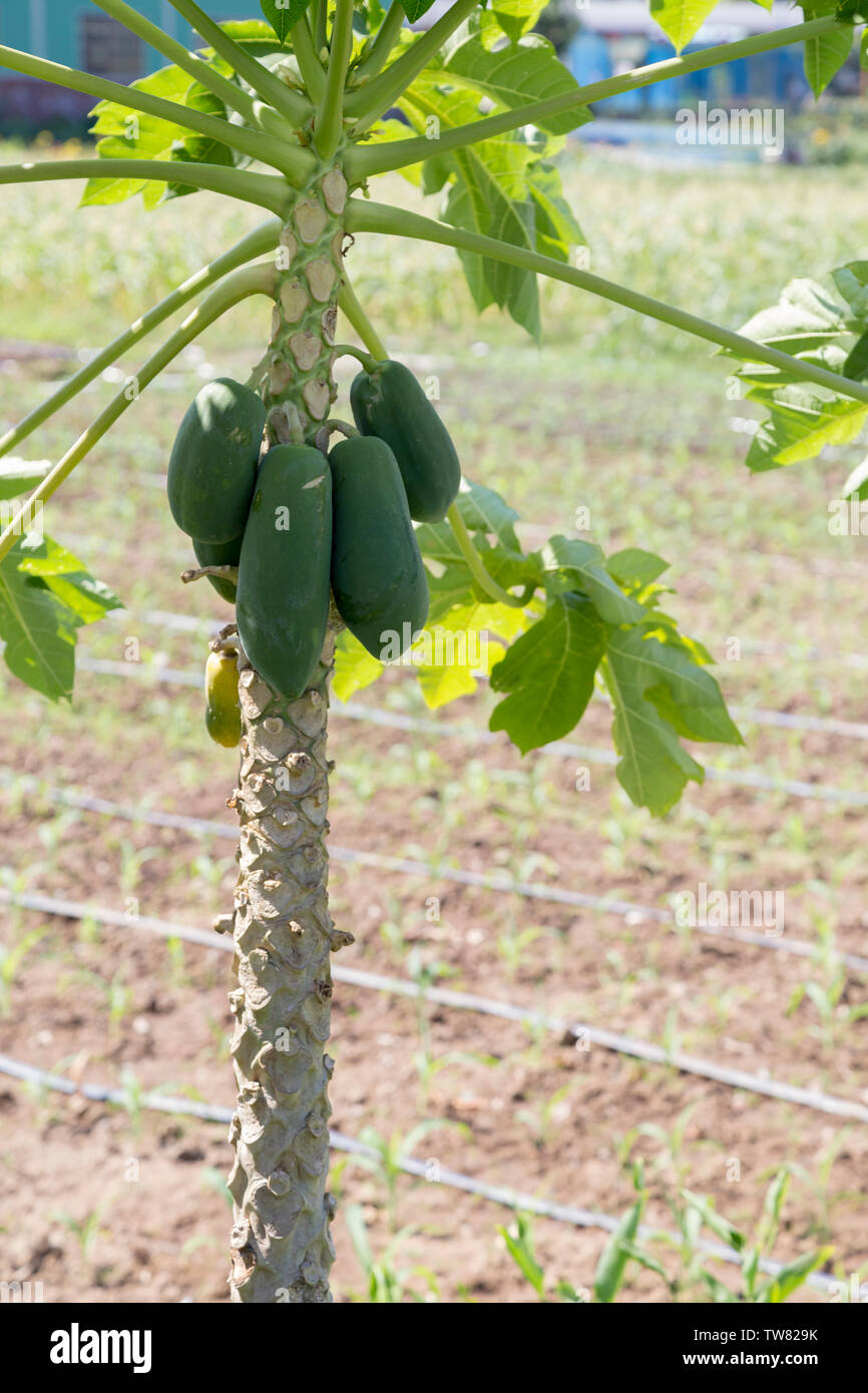 Closeup of papaya outdoor planting Stock Photo - Alamy