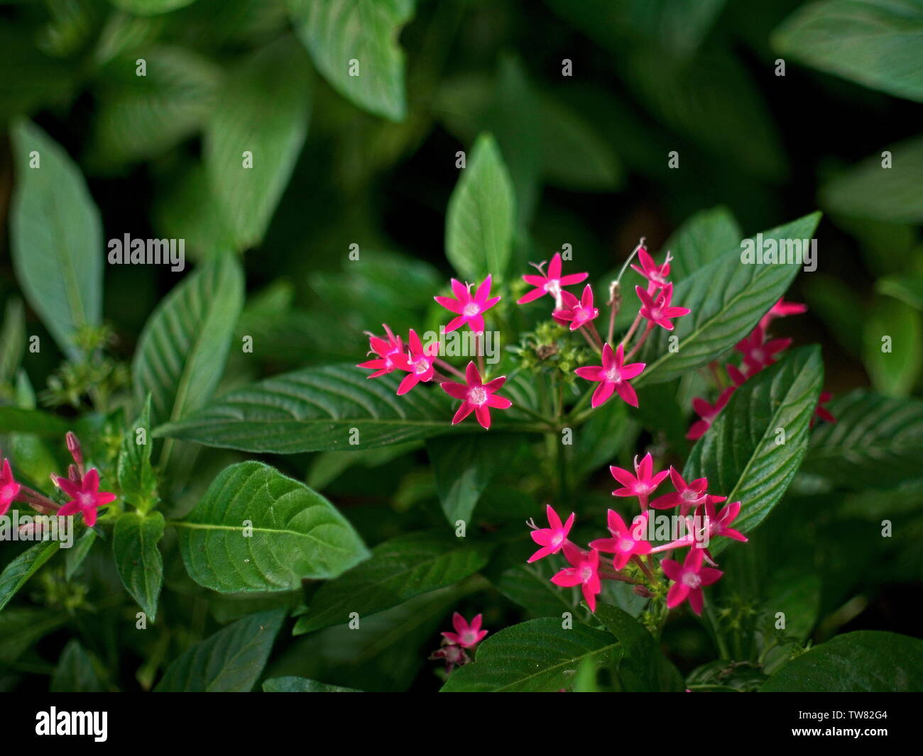 Five star flowers flowers and nature plants hi-res stock photography ...