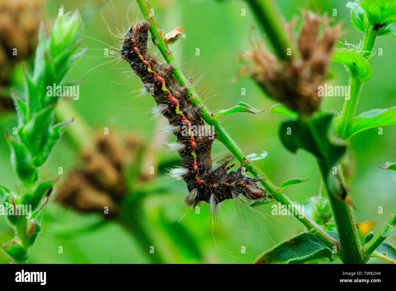 Summer caterpillars hi-res stock photography and images - Alamy