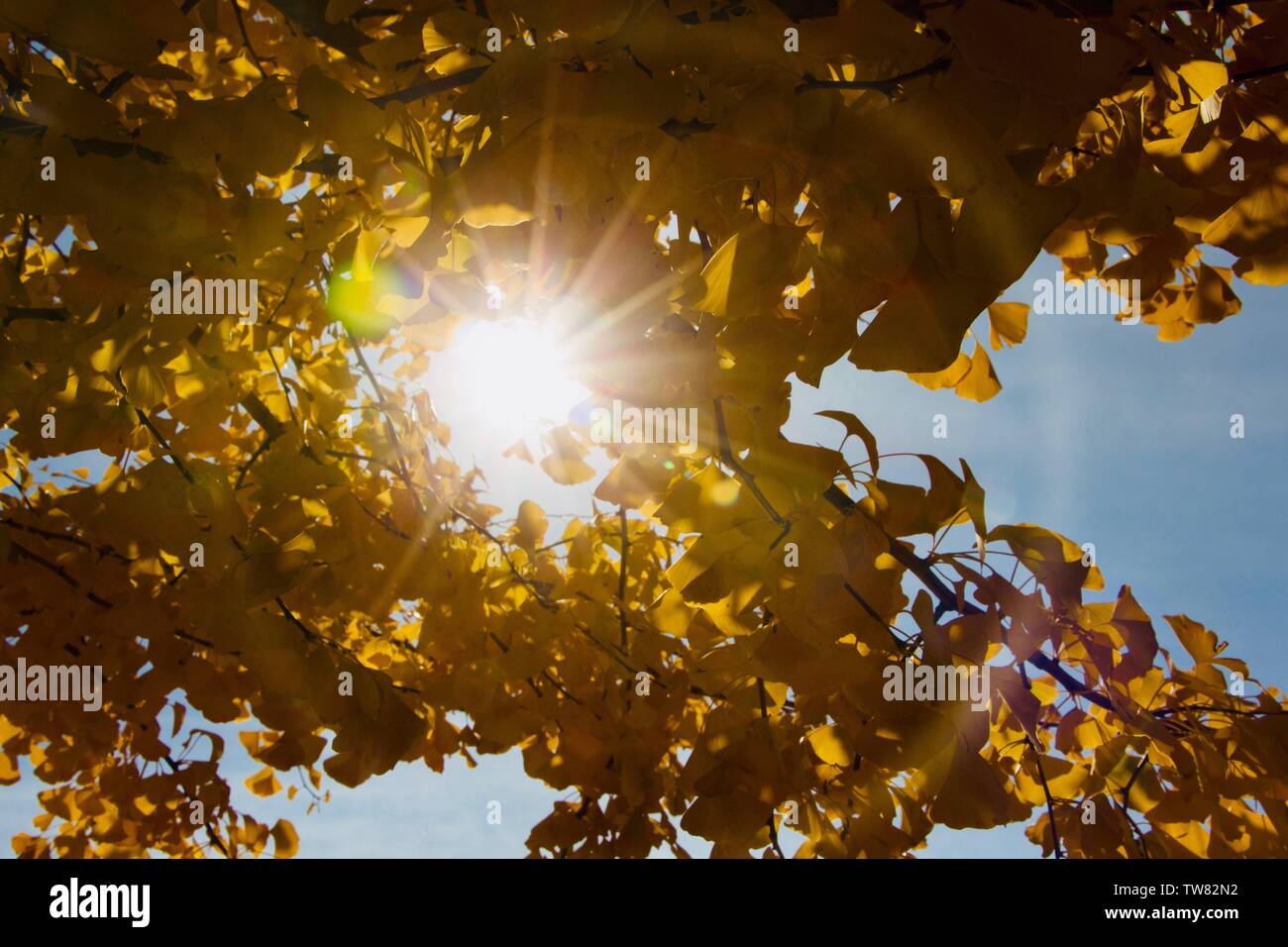 The midday sun shines in through the leaves of the ginkgo tree, forming ...