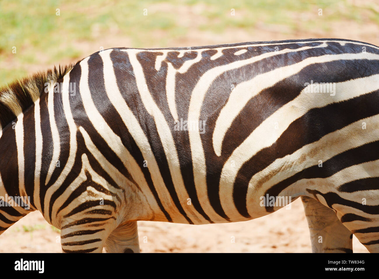 Zebra pattern real / zebra african plains graze grass field in the ...