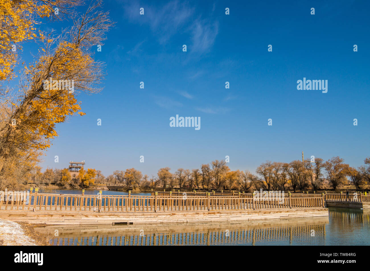 Poplar Lin, lake, reflection, beautiful scenery Stock Photo - Alamy