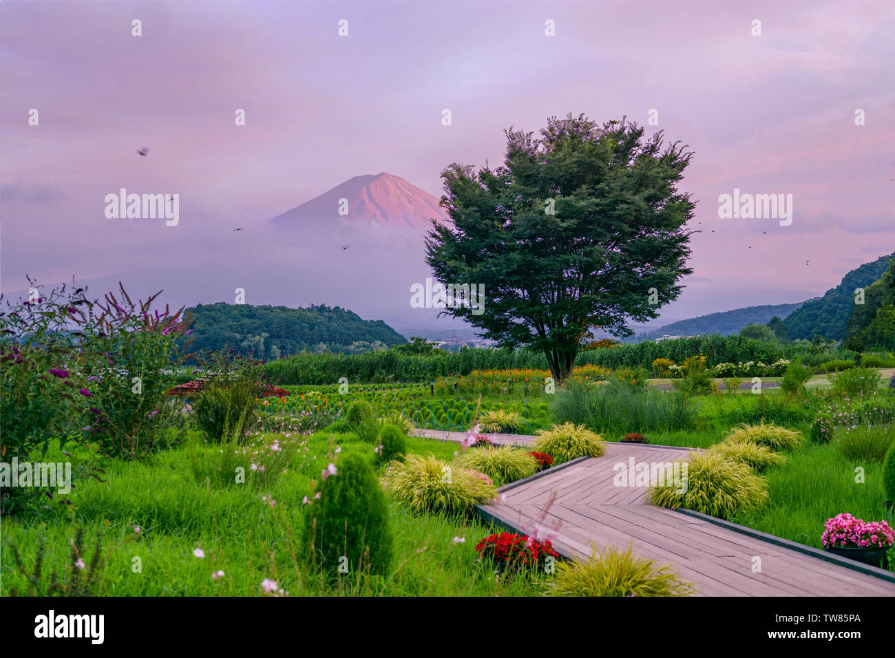 Pink Mount Fuji Stock Photo - Alamy