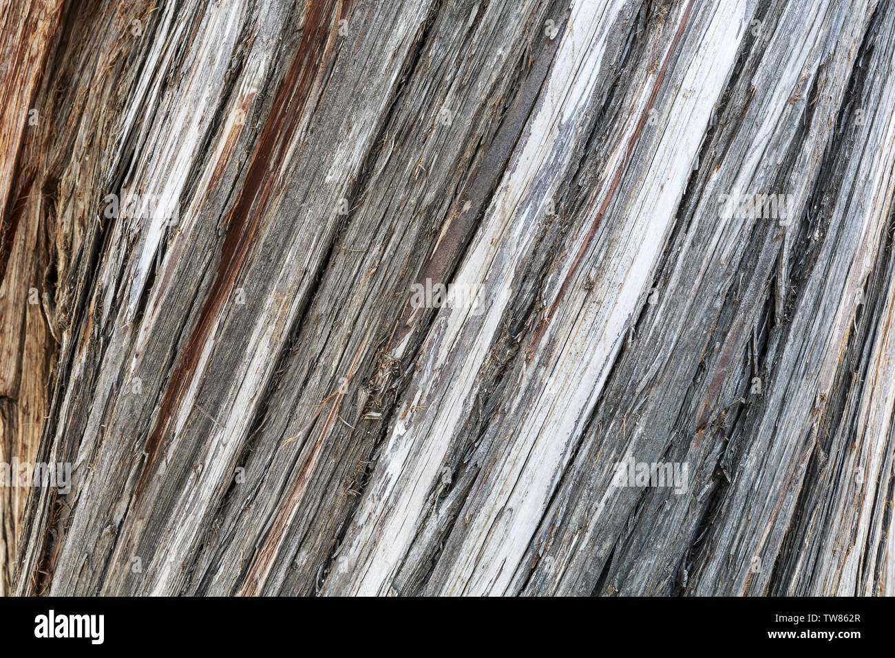 Ancient cypress bark texture Stock Photo - Alamy