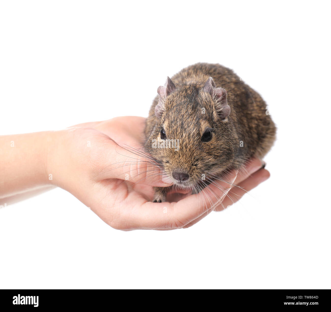 Little boy with cute pet degu on white background Stock Photo - Alamy