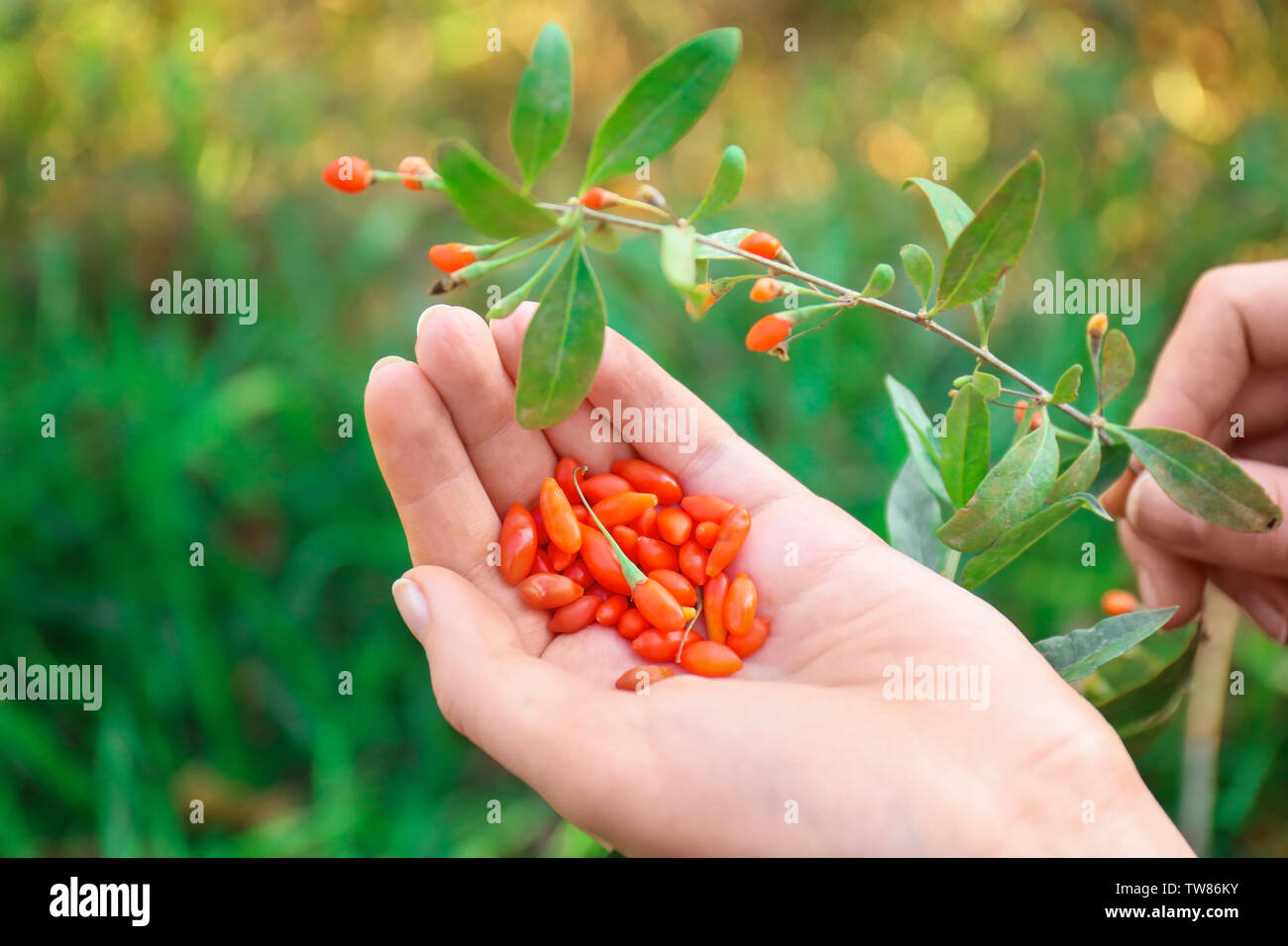 Goji berries hand hi-res stock photography and images - Alamy