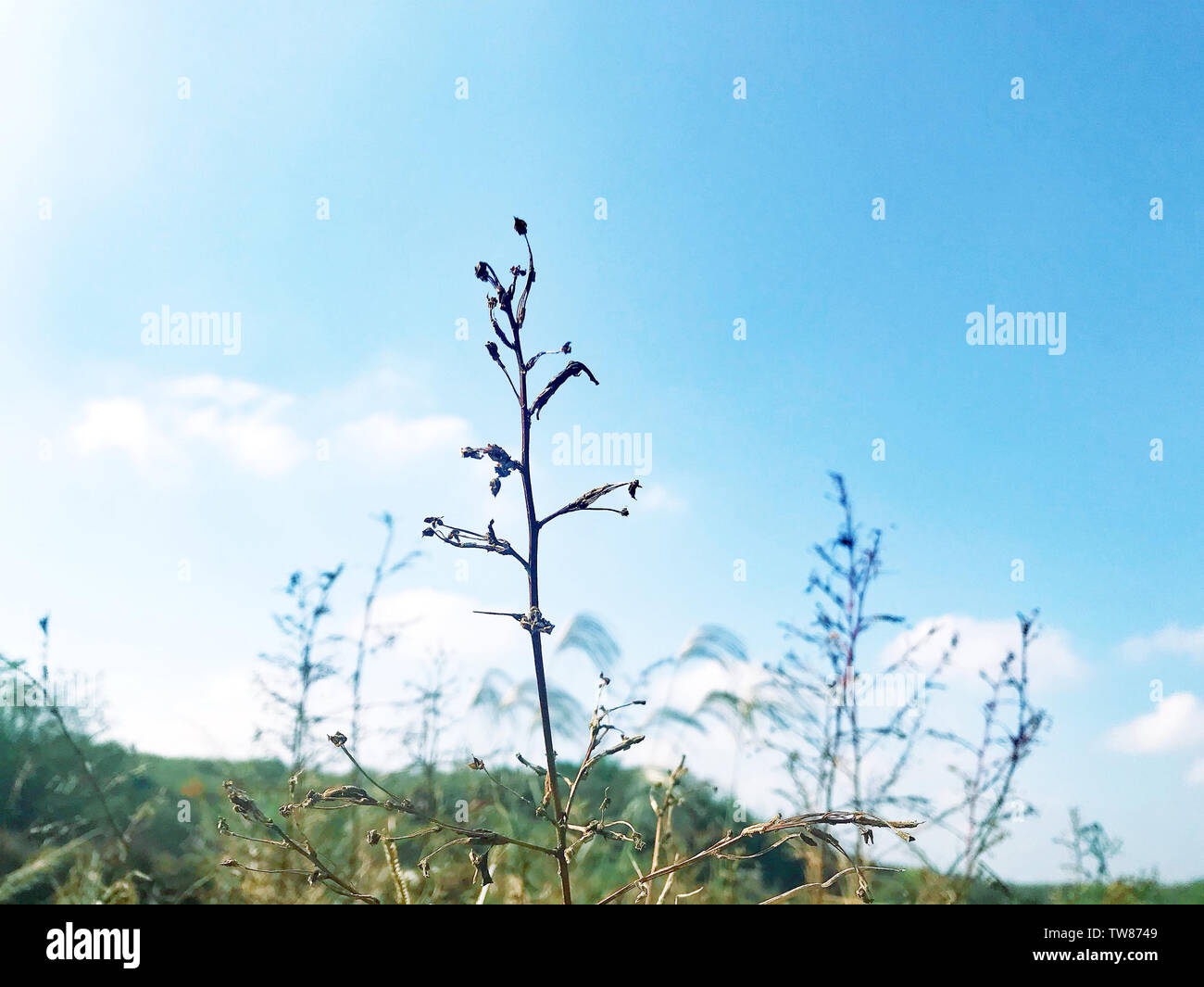 Withered weeds hi-res stock photography and images - Alamy