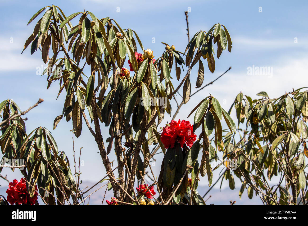 The big tree rhododendron in Yunnan Stock Photo - Alamy