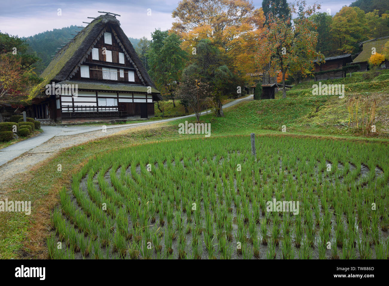 Rice Field Traditional Japanese Houses High Resolution Stock ...