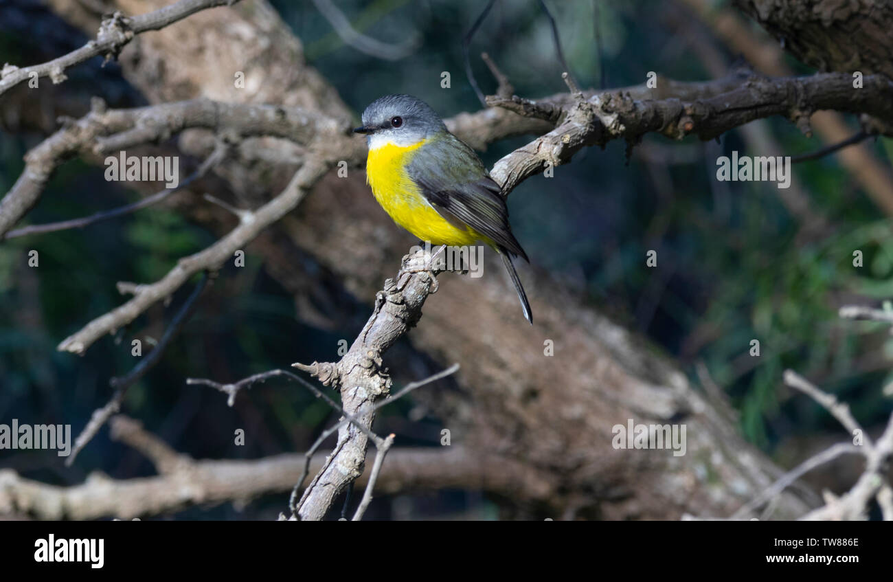 Eastern Yellow Robin, Eopsaltria australis perched in a tree at Apollo ...