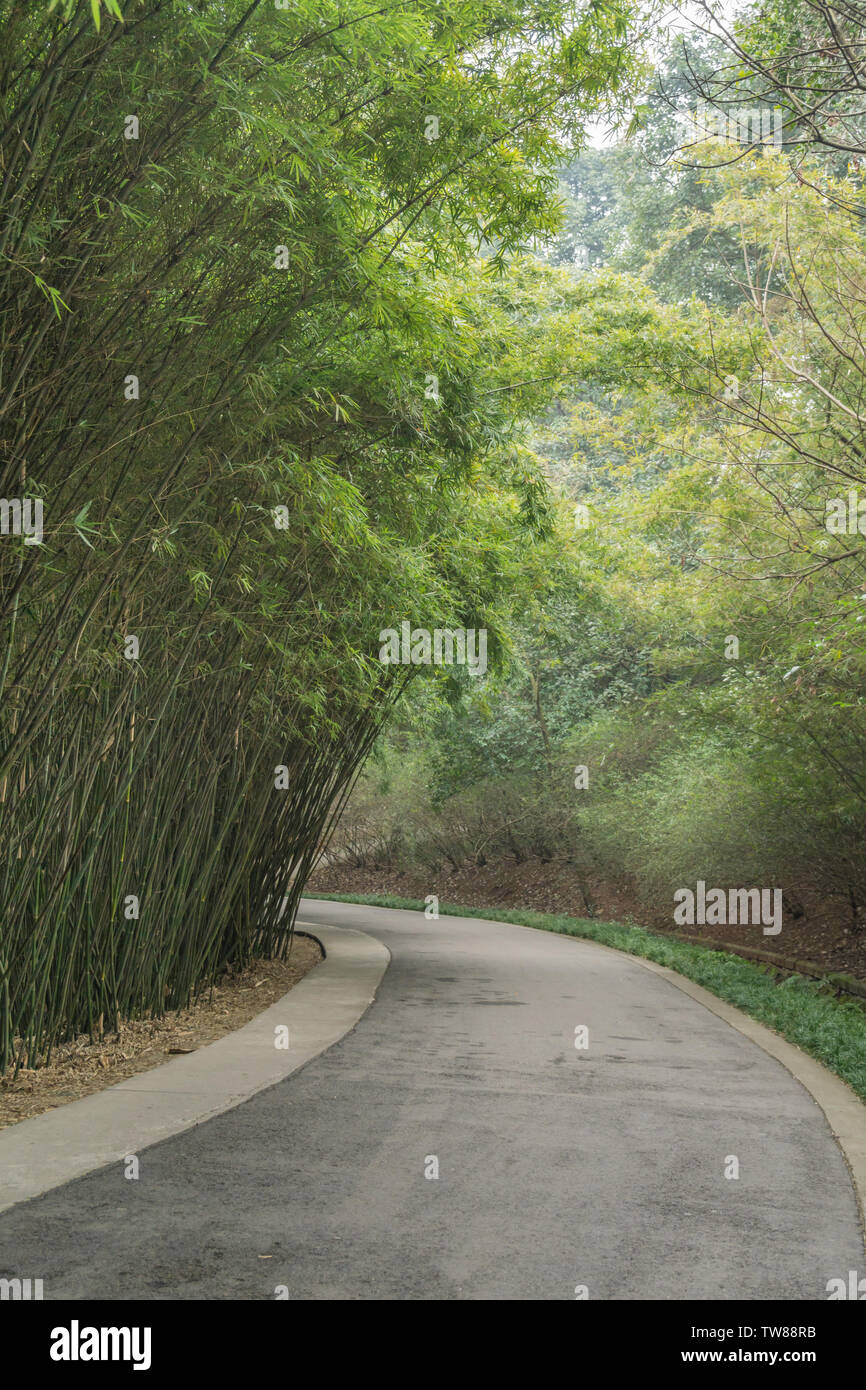 Bamboo Forest Grassland Road in Chengdu Stock Photo - Alamy