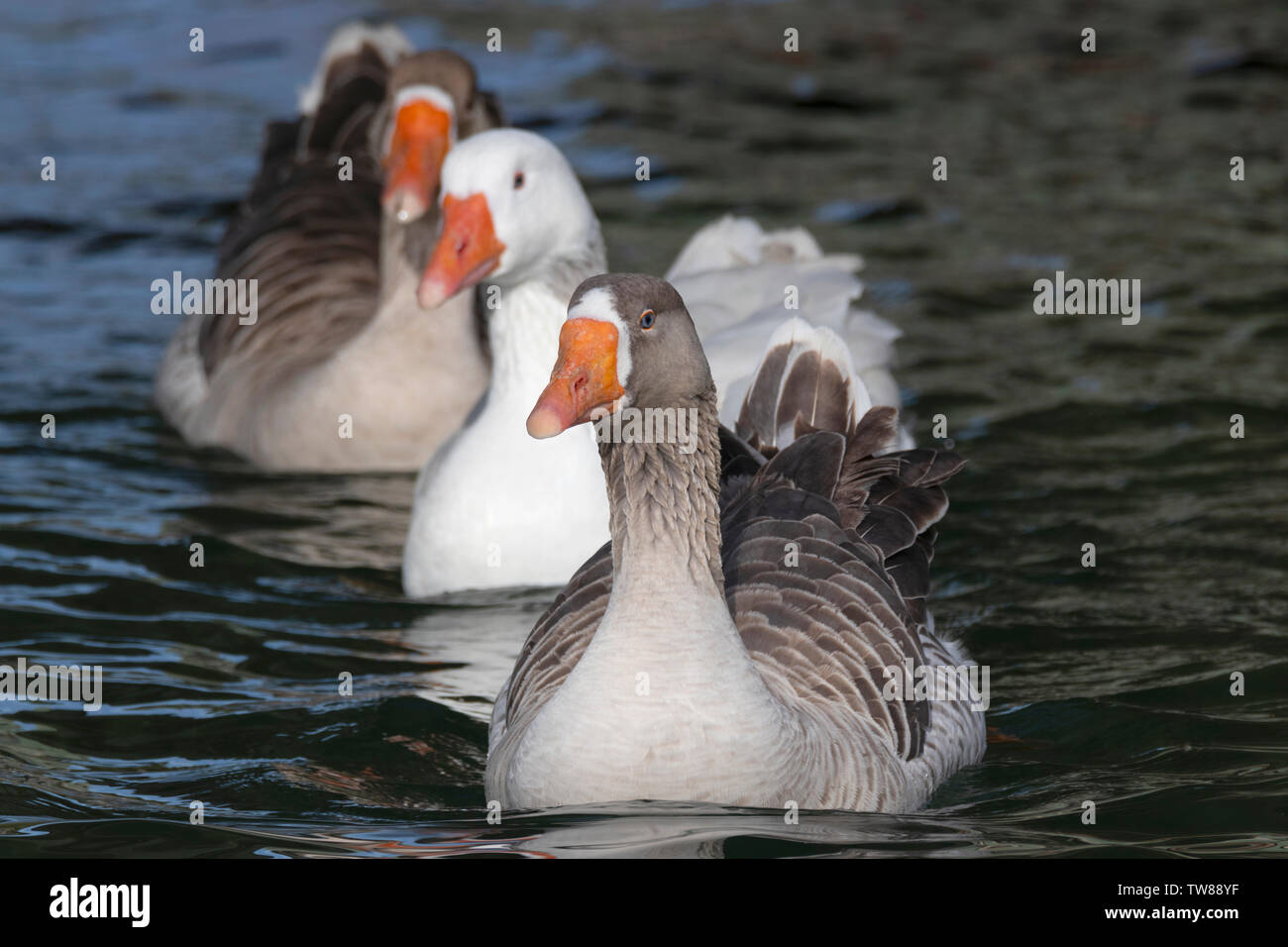 Three domestic Goose Geese wild swimming in a lagoon at Apollo Bay ...